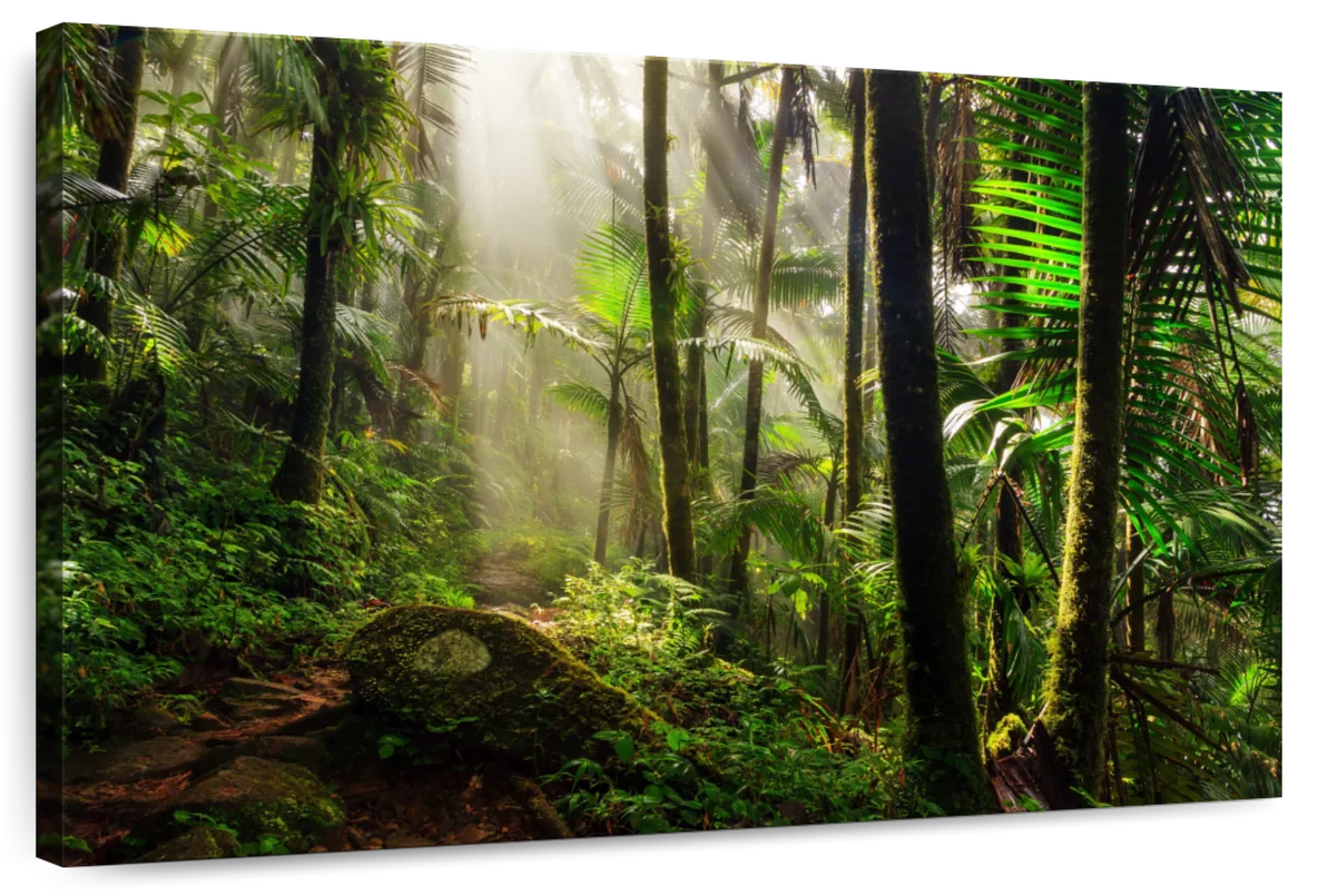 El Yunque Jungle Wall Art – Rushing Boots