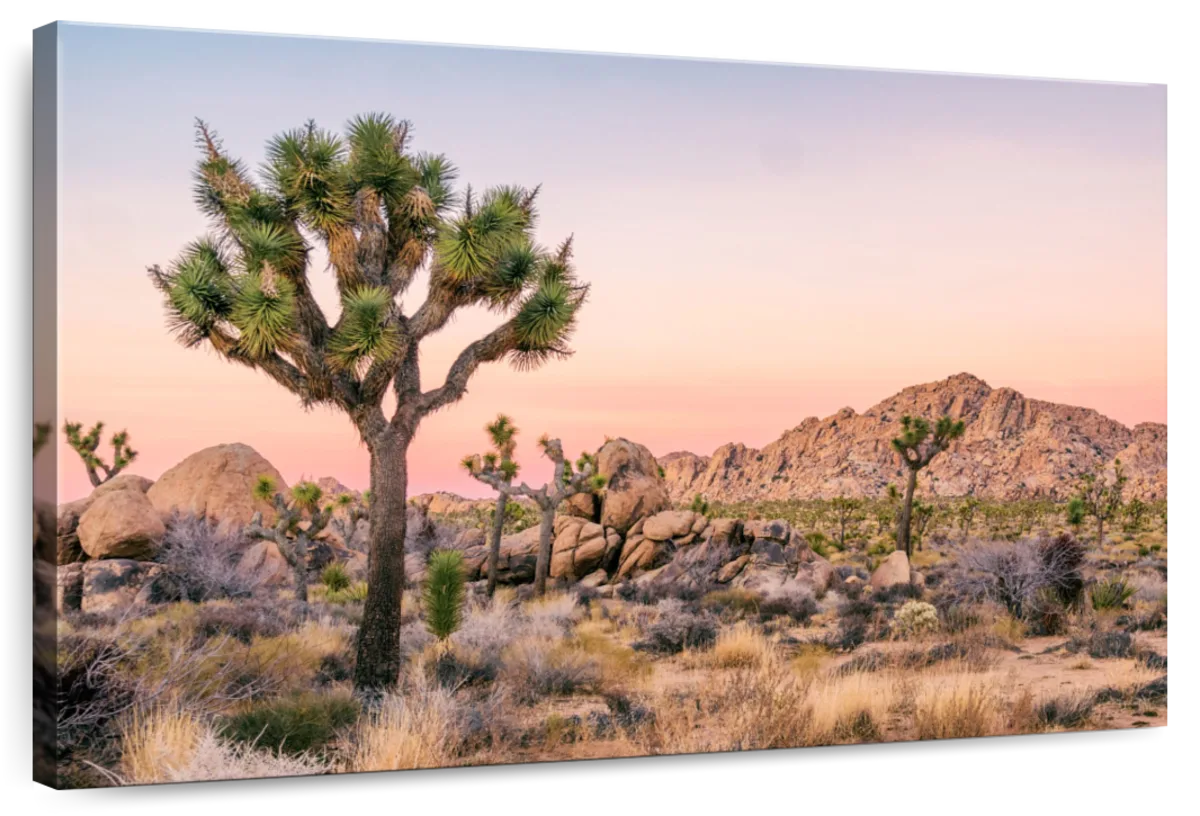 Joshua Tree Patch Wall Art – Rushing Boots